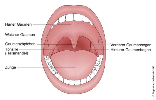 Pilzinfektionen im Mund - DEXIMED – Deutsche Experteninformation Medizin