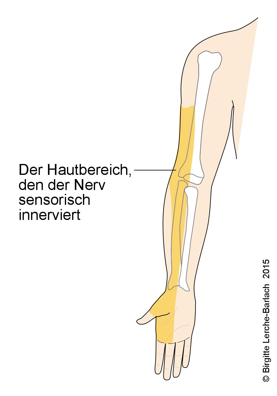 Schädigung des Nervus radialis (Radialisparese) - DEXIMED – Deutsche ...